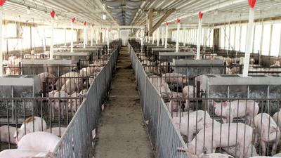 Ready for winter: Prepare your hog barn's ventilation systems
