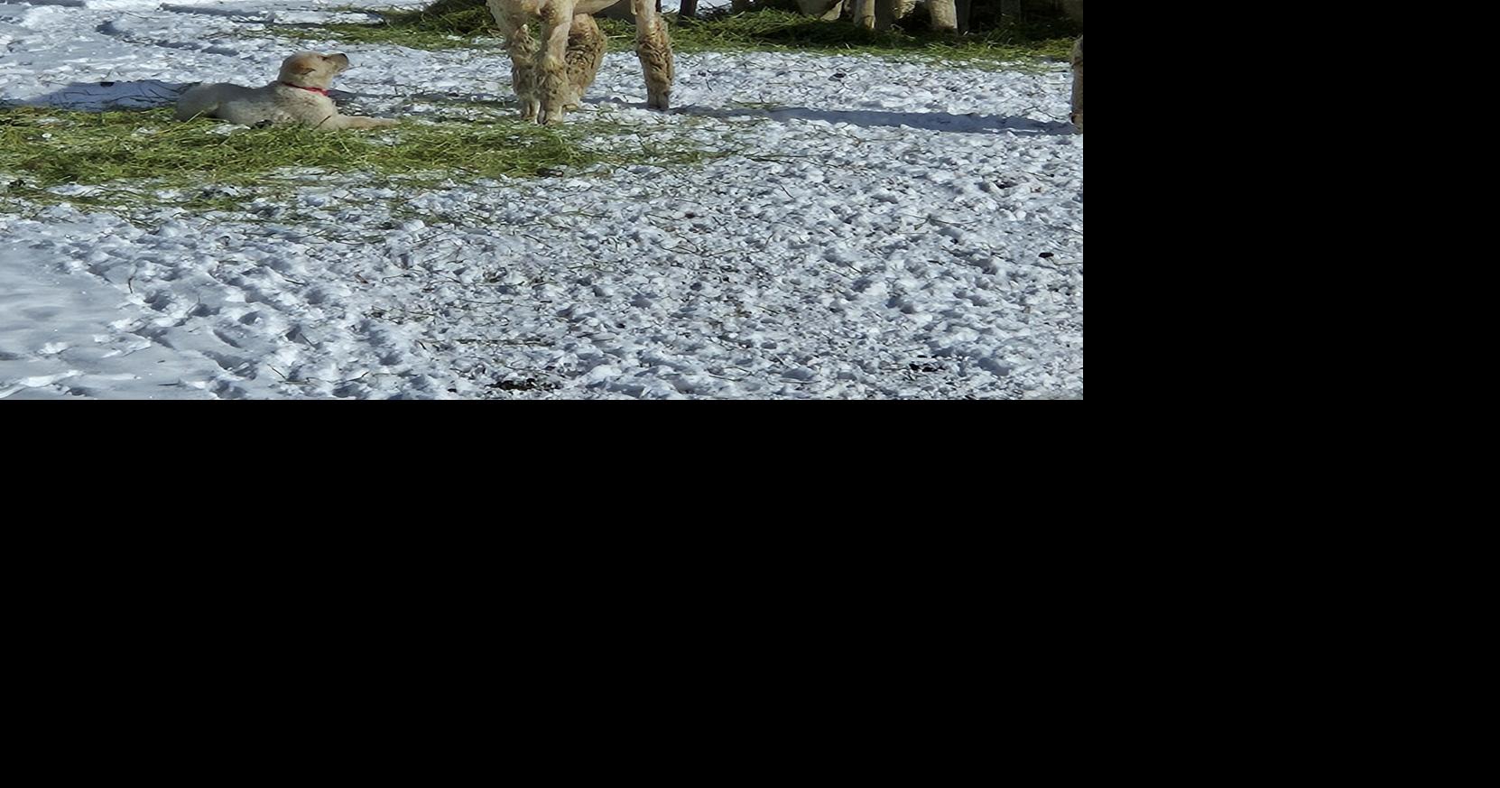 Blackman uses dogs for protection, herding on the ranch