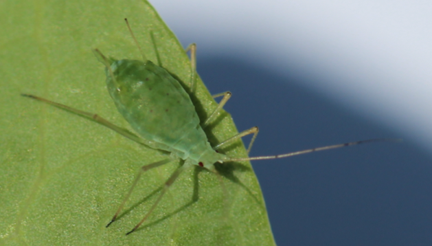 Meet the pests: Entomologist gives overview of alfalfa pests
