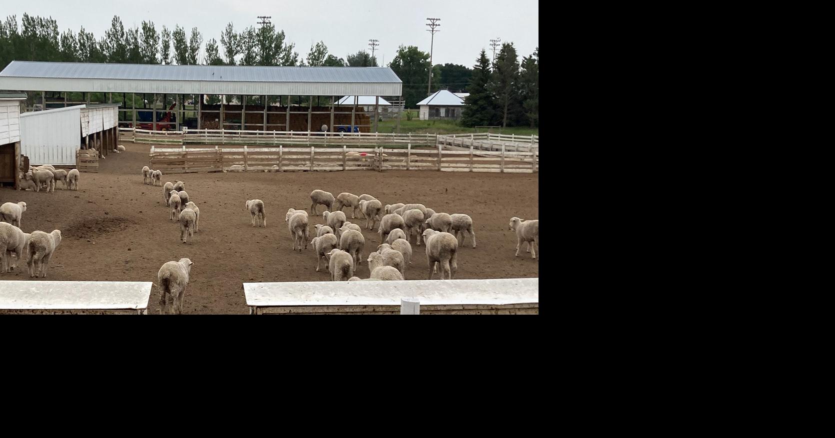 Former MSU sheep specialist part of YouTube sheep series