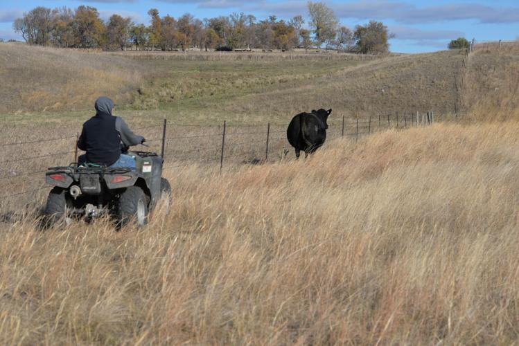 Major Milestone: South Dakota family celebrates 100 years raising Angus ...