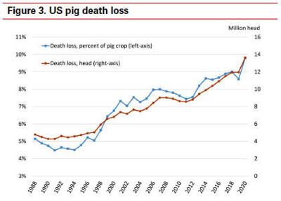 A look back at pig death loss factors in 2020
