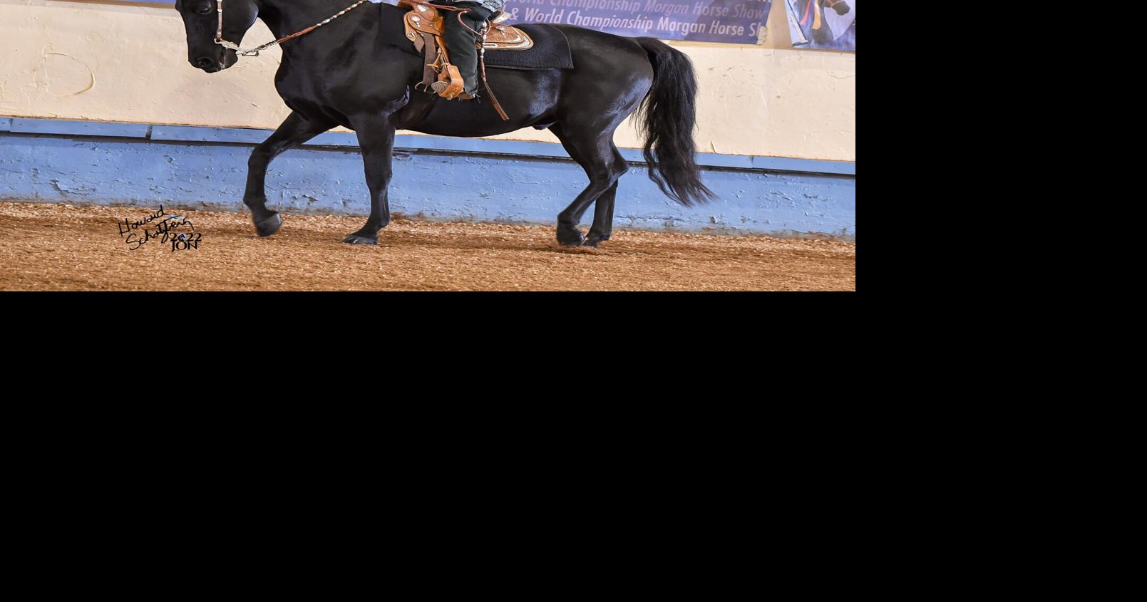 Morgans: The horse that chooses you