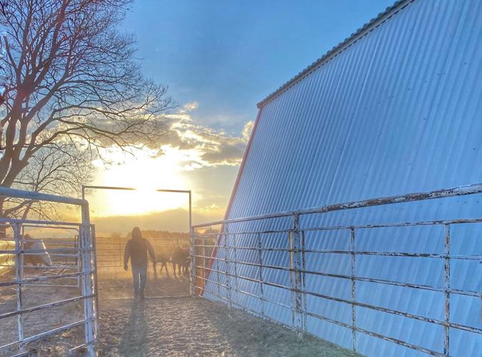 Breeding season begins at the Jagels ranch