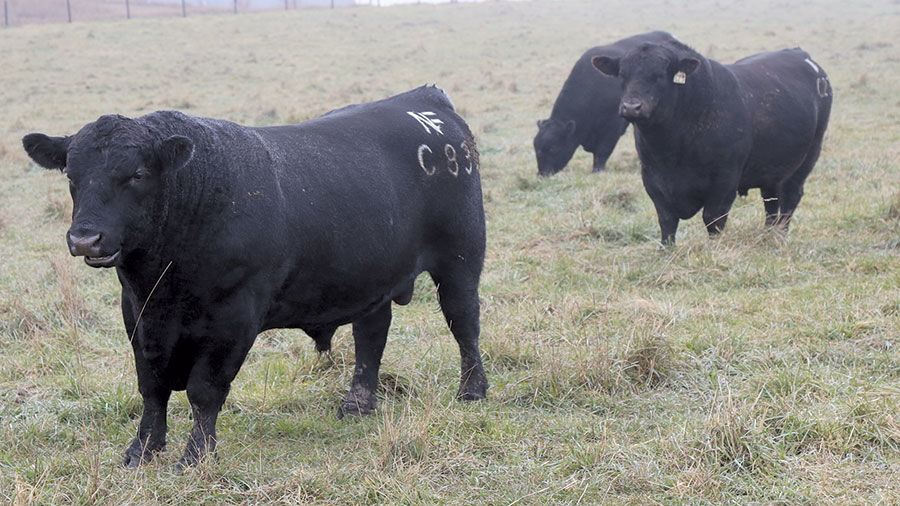 Selecting a sire: More information than ever helps with choices