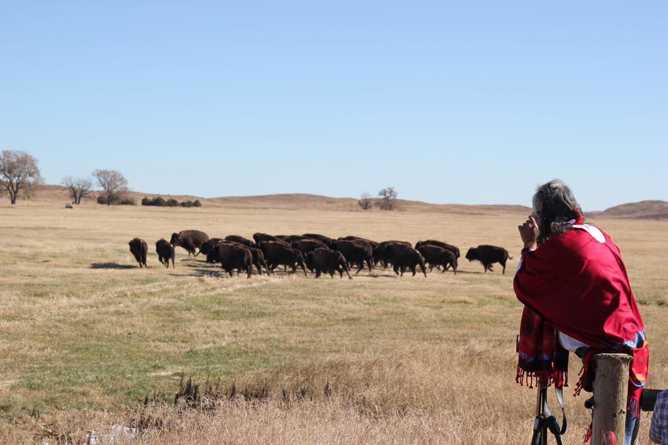 Rosebud Sioux Tribe builds bison herd to regenerate land, health, spirit