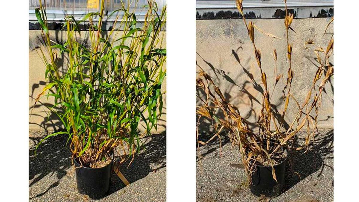 Scientists investigate perennial corn as sustainable farming option