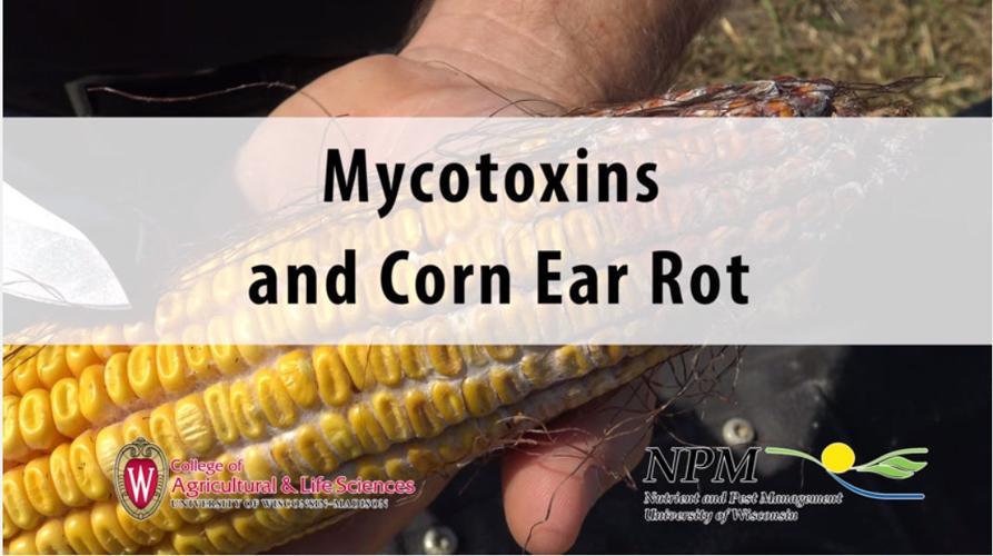 Fungicide potential management tool against vomitoxin