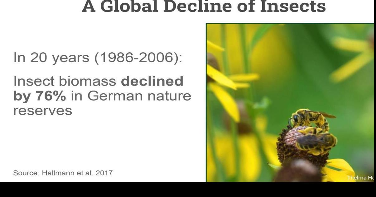 Global decline of insects