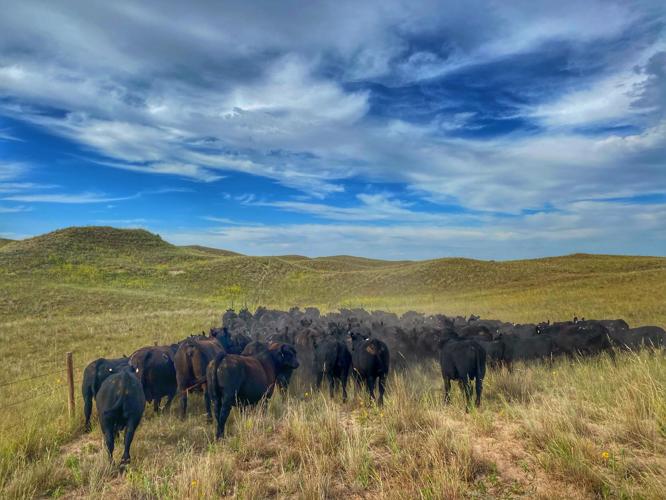 No need to escape from life on the ranch