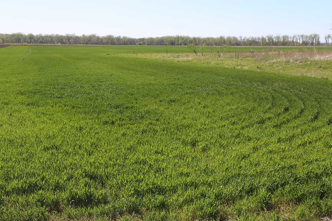 Dry soils ‘not a bad thing’ for wheat