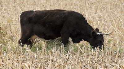 Grazing corn stalks extends Illinois forages