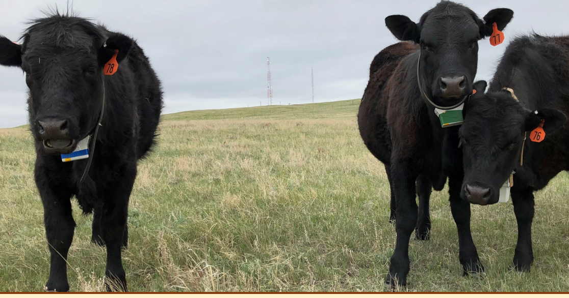 Targeted grazing can be successful, inexpensive method