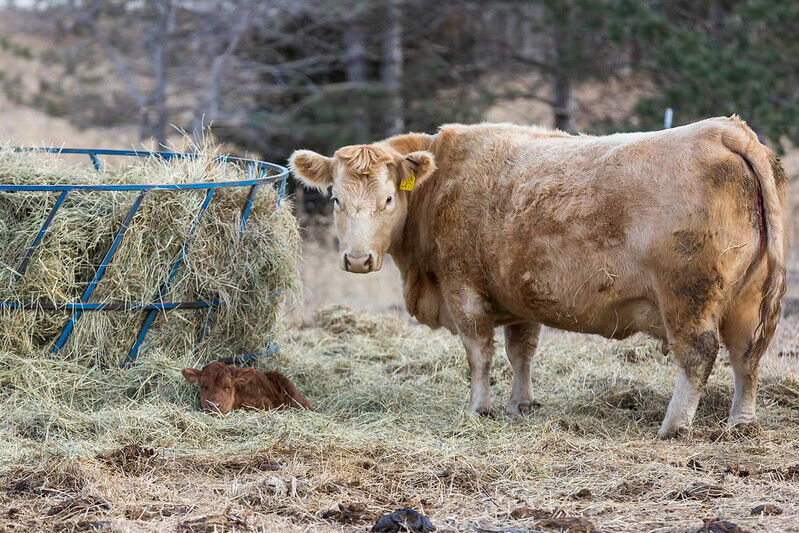 Use calving pasture rotation to prevent disease spread