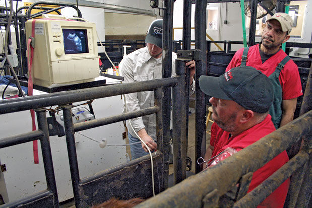 Breeding technology allows quick boost to herd’s genetics