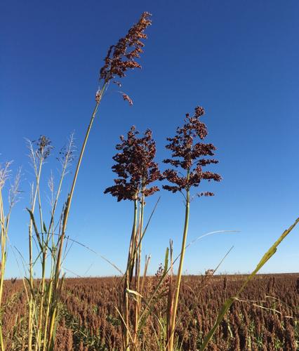 Researchers report shattercane resistance