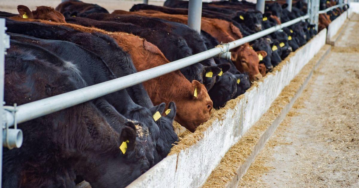 Don't beef, protect against bad feet