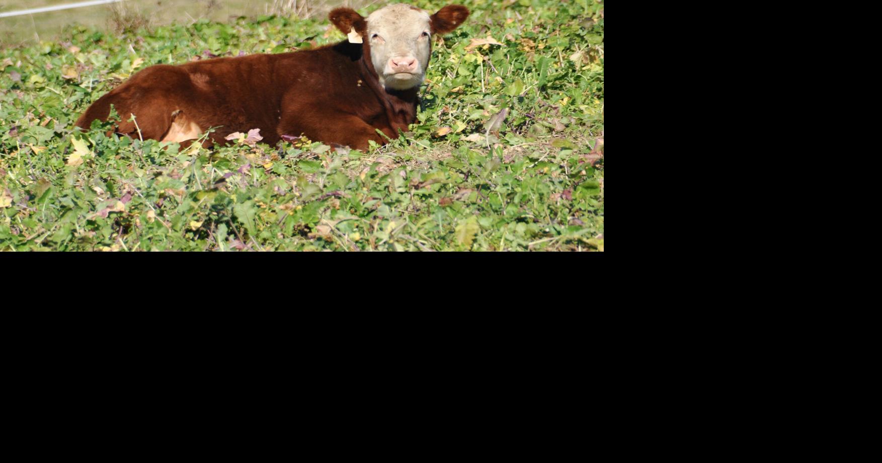 Seeding pastures for spring success