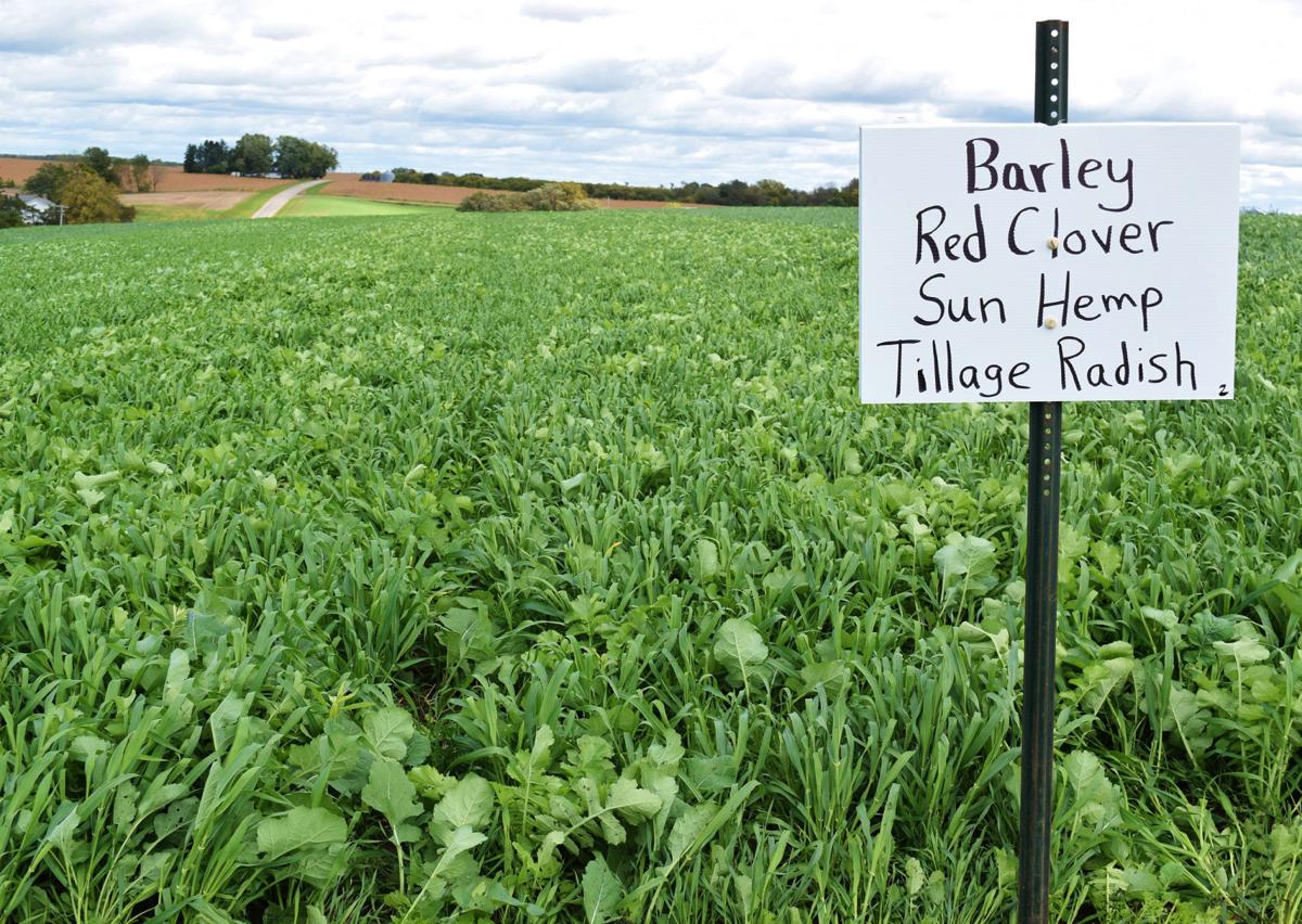 What Are The Examples Of Cover Crop at Alexandra Hellyer blog