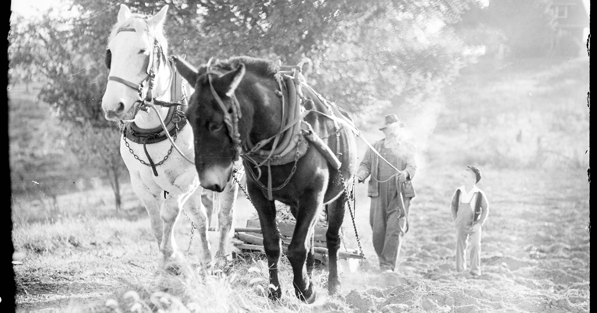 Farm economy in the 1920s struggled under war surplus