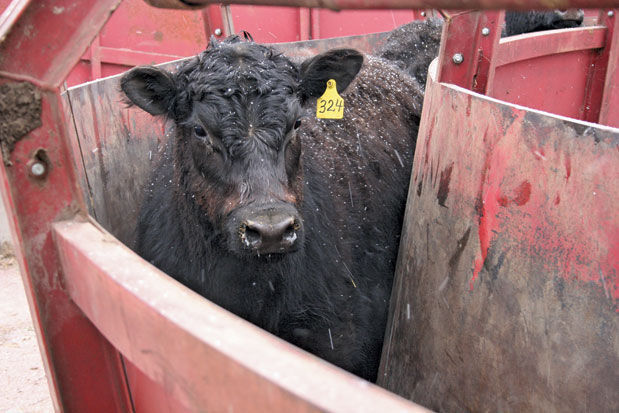 Nebraska cow symposium includes talks, live cattle demonstrations