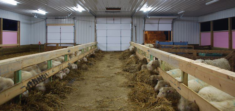 Increase lamb crop by accelerating lamb cycles