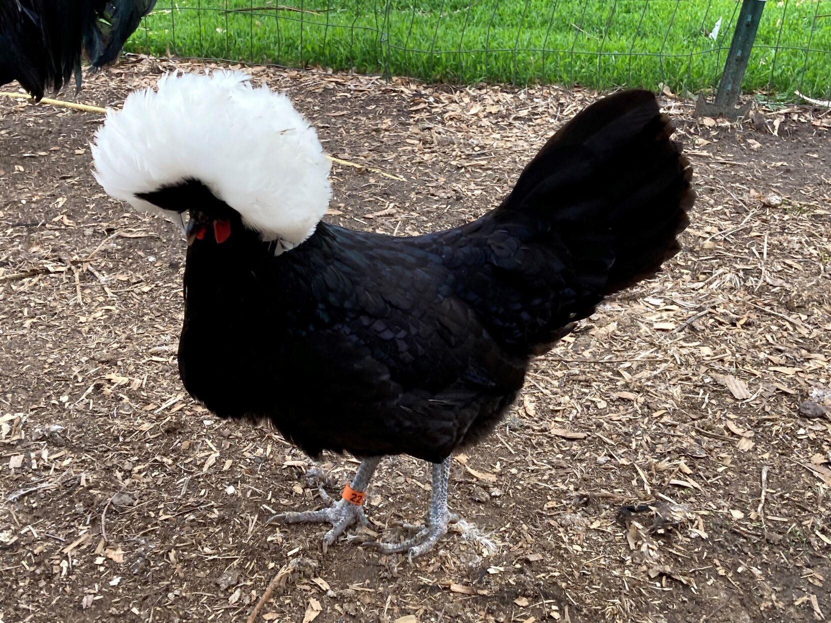 Pretty bird: Polish chickens have drawbacks, but are loved for their looks