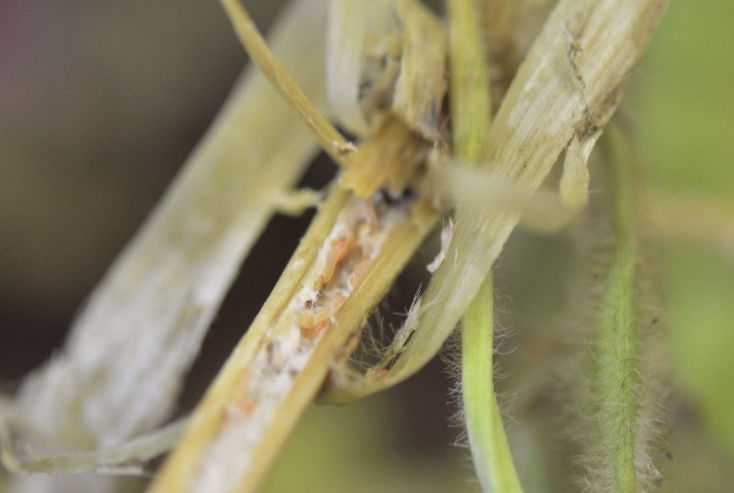 New information on soybean gall midge helps farmers prepare