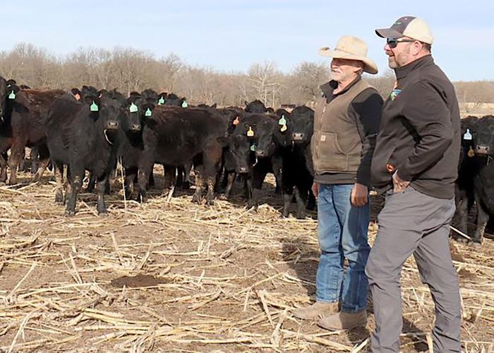 Extension specialist promotes milo grazing for cattle