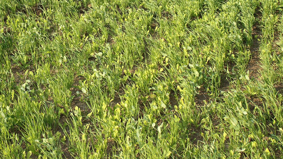 Cover crop helps with weed control