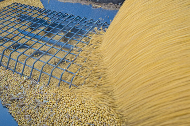 Storing soybeans? Experts share best practices for long-term storage