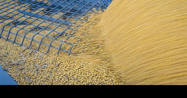 Storing soybeans? Experts share best practices for long-term storage