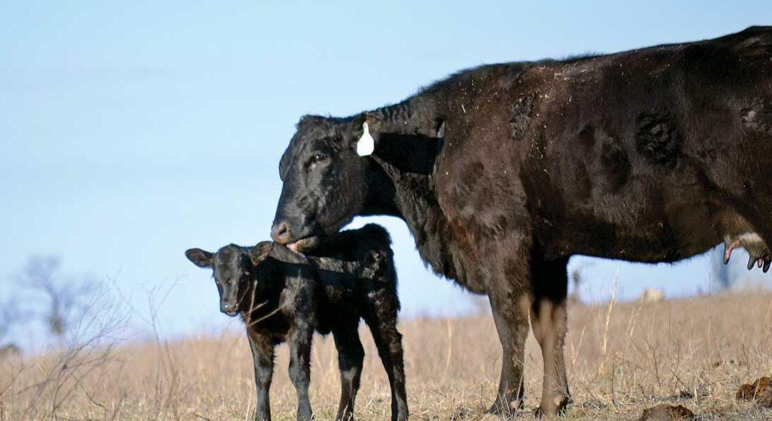 Fall calving benefits add up