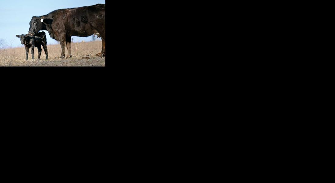 Fall calving benefits add up