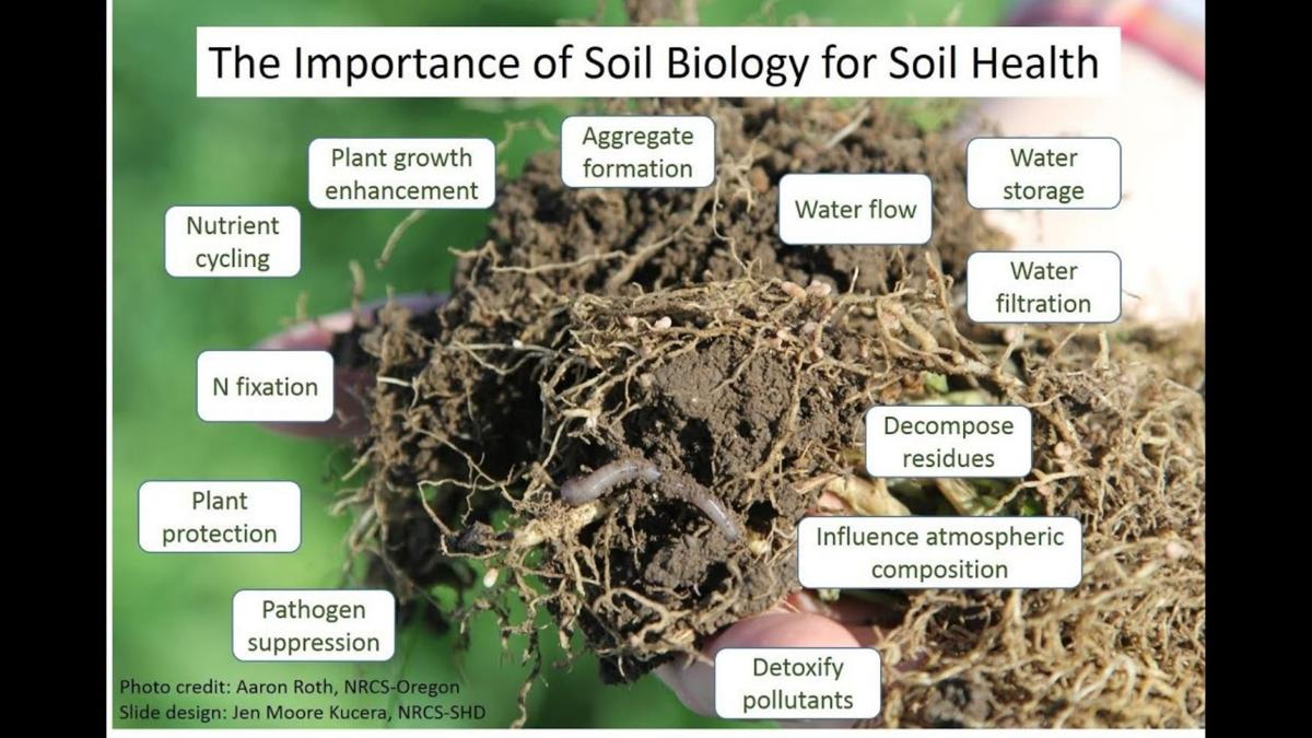 Importance of Soil Biology for Soil Health