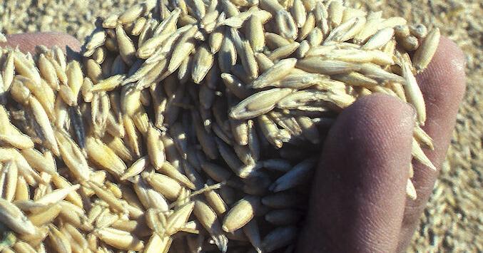 Sweden focuses on oat value chain