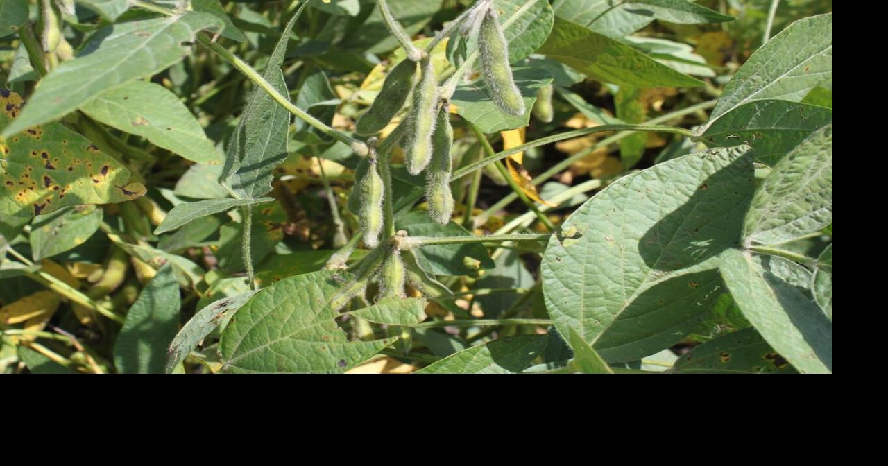 USDA report takes US soybean production lower