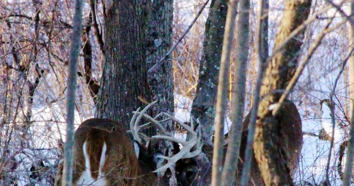 Locked bucks freed with teamwork