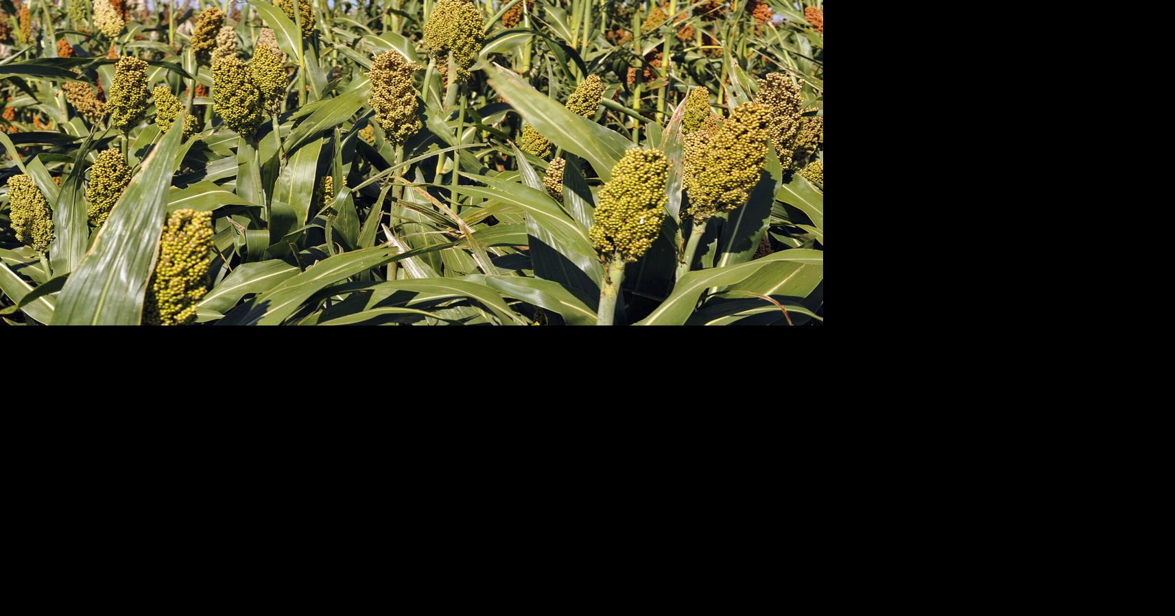 Crop rotations earn rewards