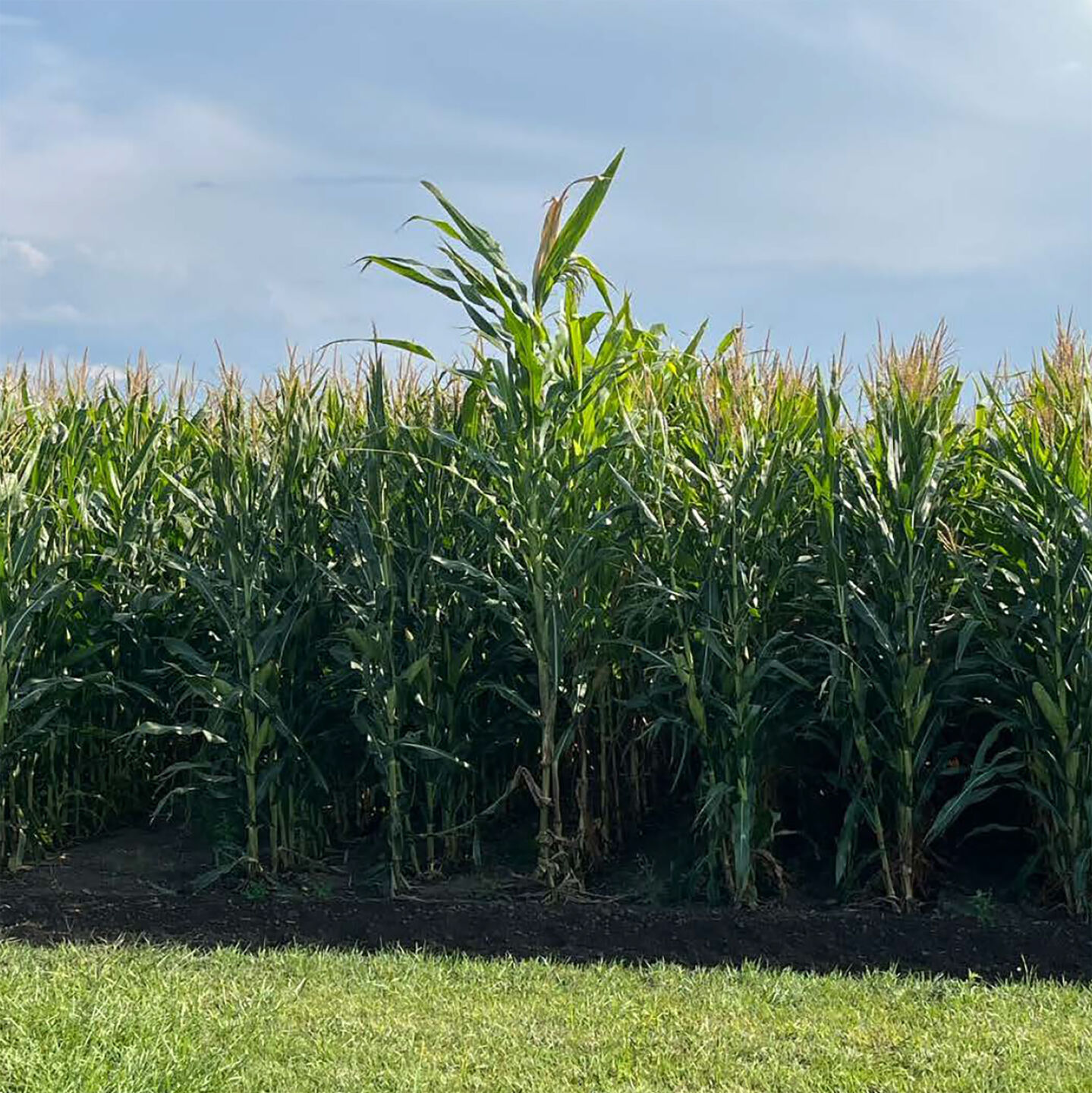 Corn-variety tests complete