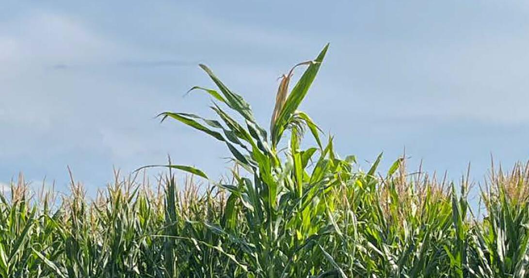 Corn-variety tests complete