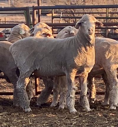Blackman elected as Wool Growers Association VP