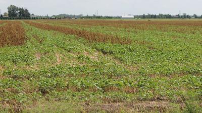 Double-crop wheat and soybeans system a profit winner in Illinois