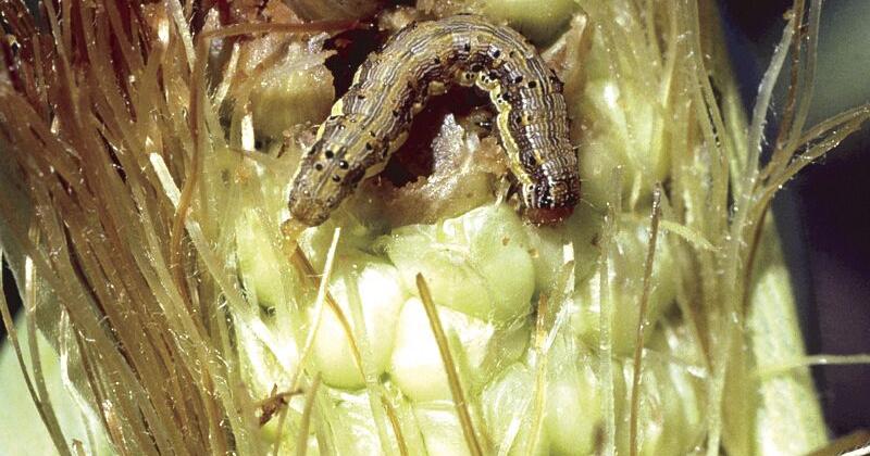 Forecast: temps to rise with a slight chance of corn earworm infestation