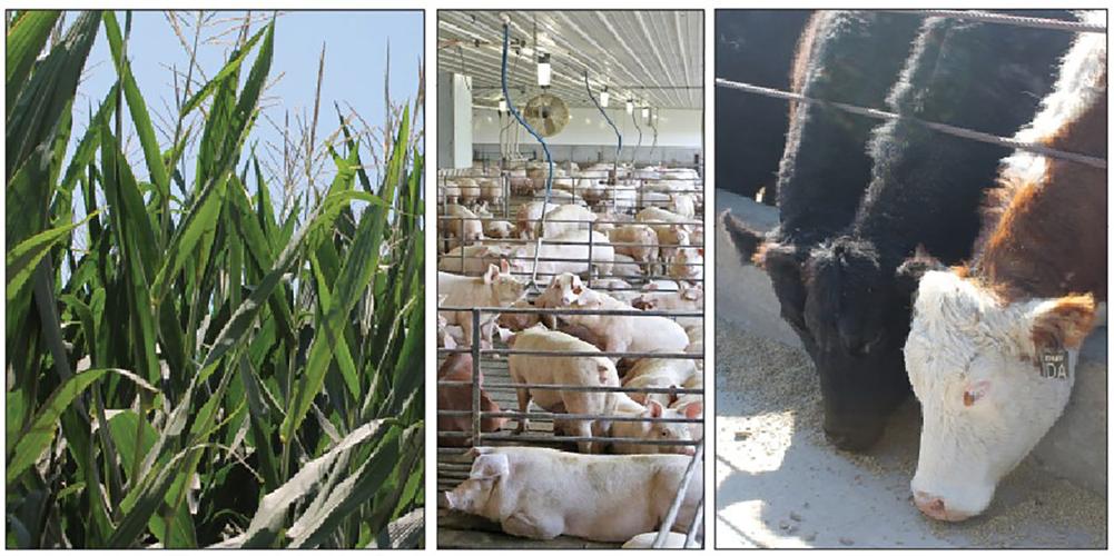 More markets: Diversity can give farms edge on sustainability and ...