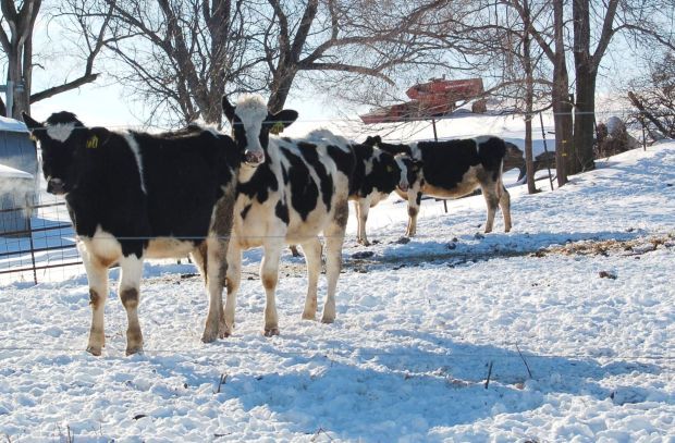 Heifer management made simple