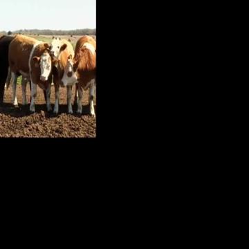 Cattle Safety Basics