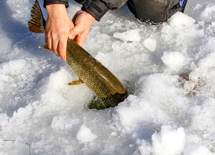 Fish, feathers, greens available