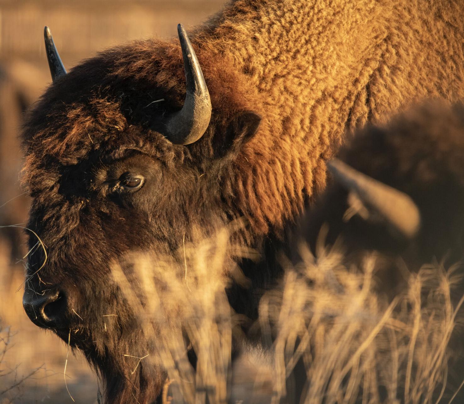 Rosebud Sioux Tribe builds bison herd to regenerate land, health, spirit