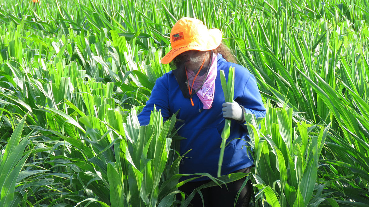 Pandemic drives detasseler fashion changes